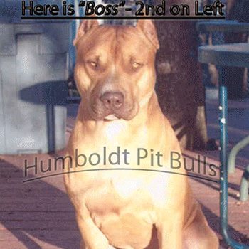 ca-apbt-dog-breeders-red-pit-bull-puppies-red-rednose-pitbull-dog ...