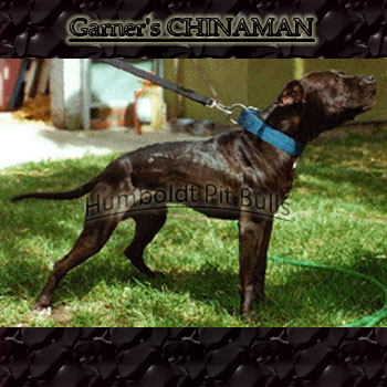 Chinaman Garners APBT history – HumboldtPitBulls.Com