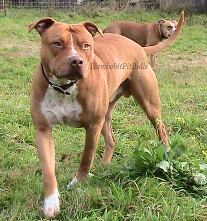 Thaylen – HumboldtPitBulls.Com