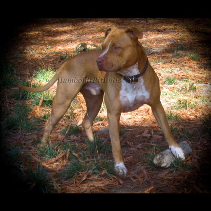 Thaylen – HumboldtPitBulls.Com